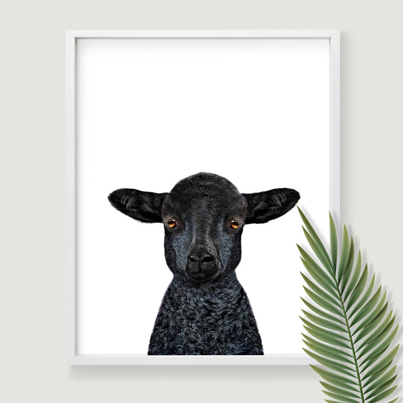 Sheep Picture - Etsy