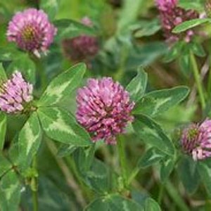 Red Clover Tops Whole Organic Dried Herbs Herbal Herbalism Aromatherapy ...
