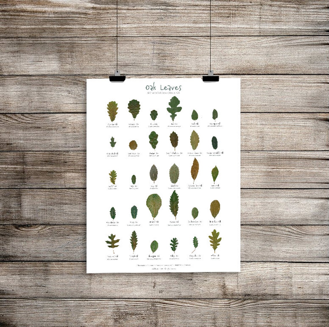 Oak Leaves Poster - Printed Version - Etsy