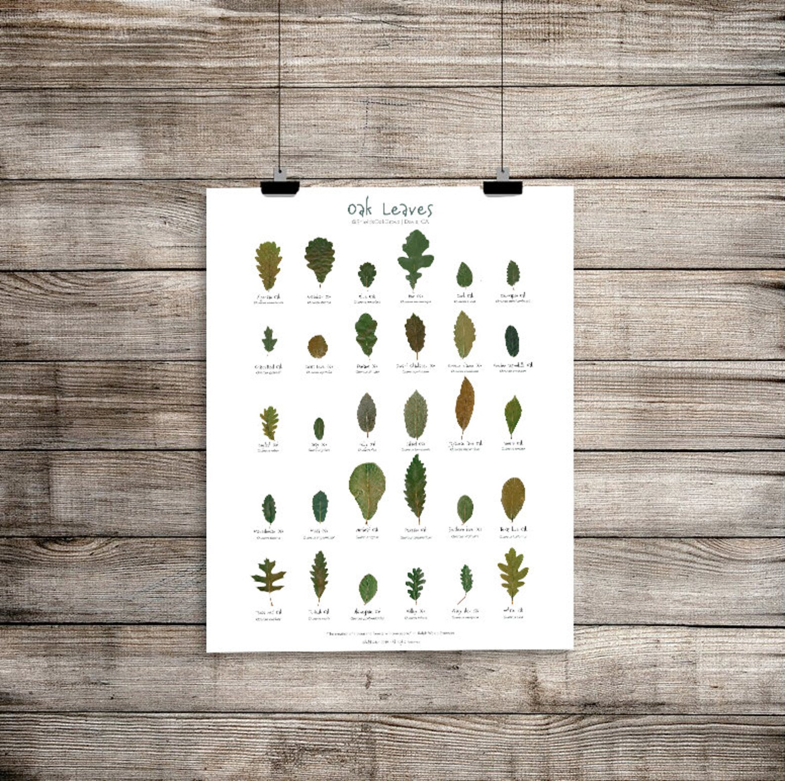 Oak Leaves Poster - Printed Version - Etsy