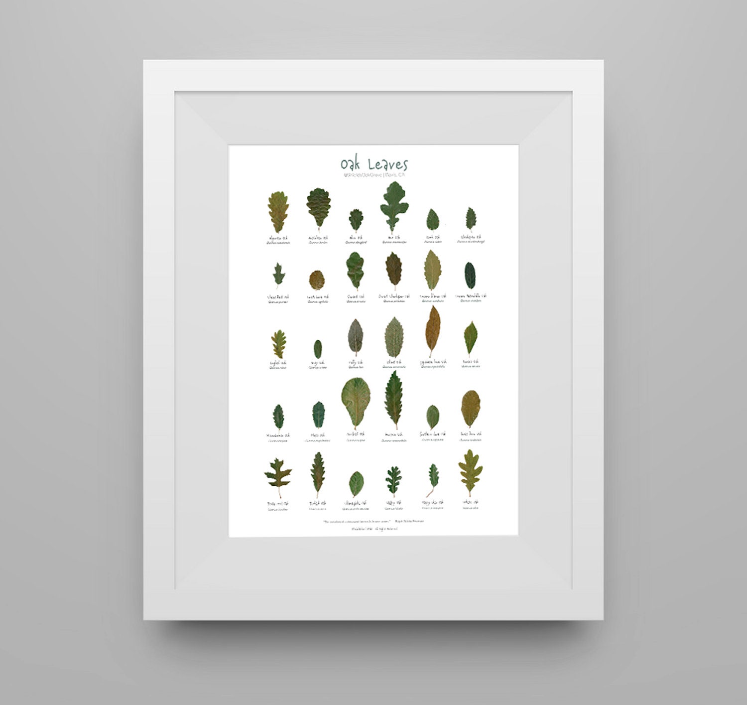 Oak Leaves Poster - Digital Version - Etsy