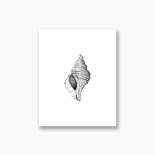 Shell Art Print - Etsy