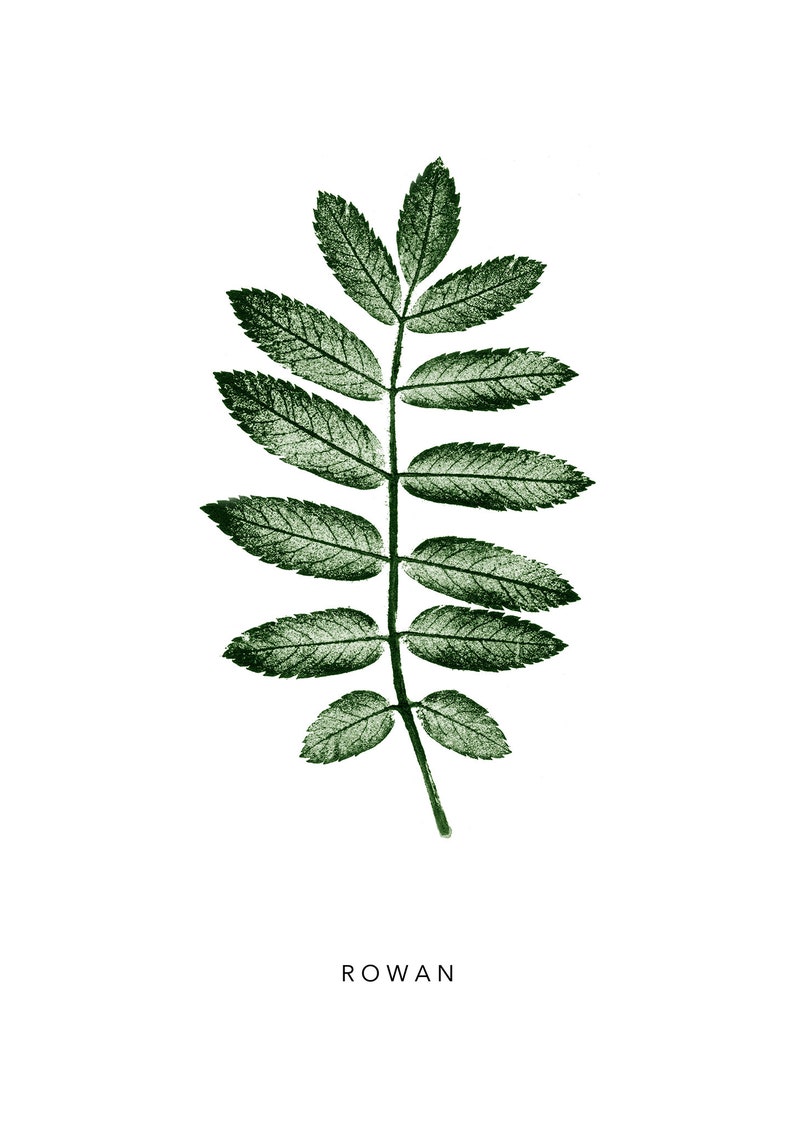 Rowan Tree Leaf Art Print Green Rowan Pressed Leaf Print - Etsy