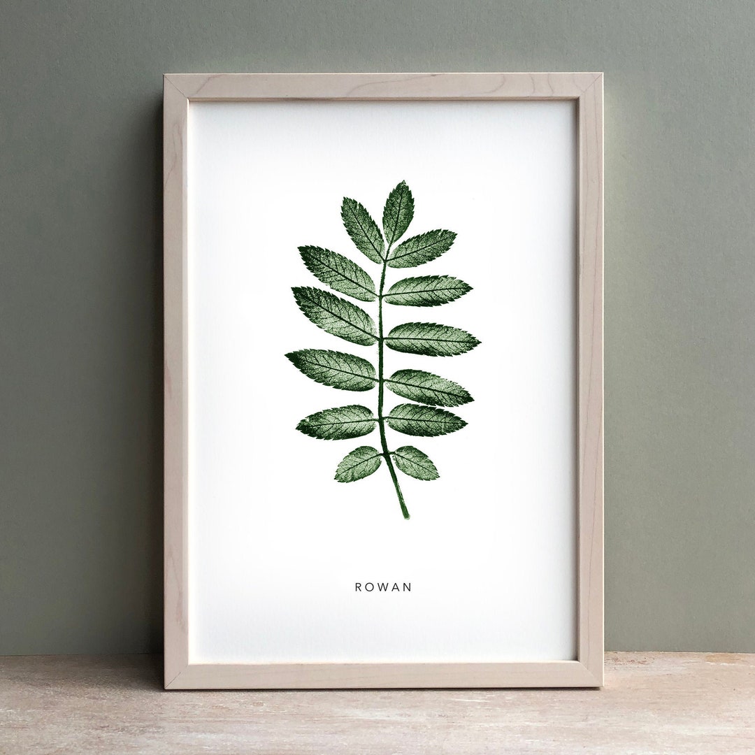 Rowan Tree Leaf Art Print Green Rowan Pressed Leaf Print - Etsy