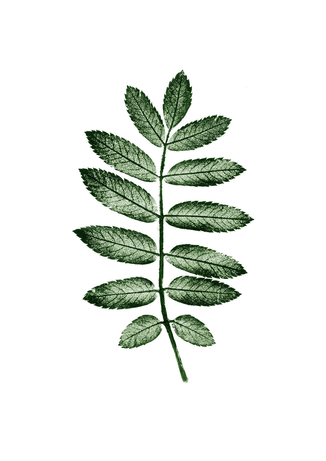Rowan Tree Leaf Art Print Green Rowan Pressed Leaf Print - Etsy