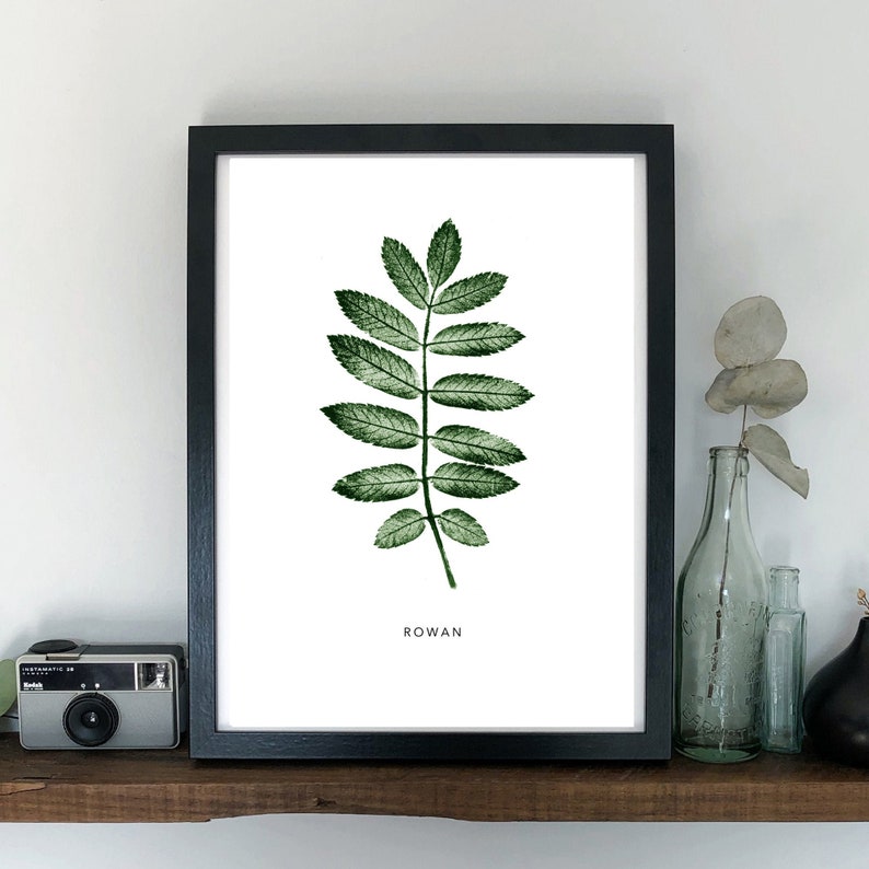 Rowan Tree Leaf Art Print Green Rowan Pressed Leaf Print - Etsy