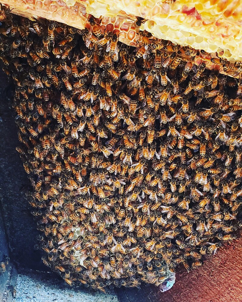 Pure Raw Honeycomb - Etsy