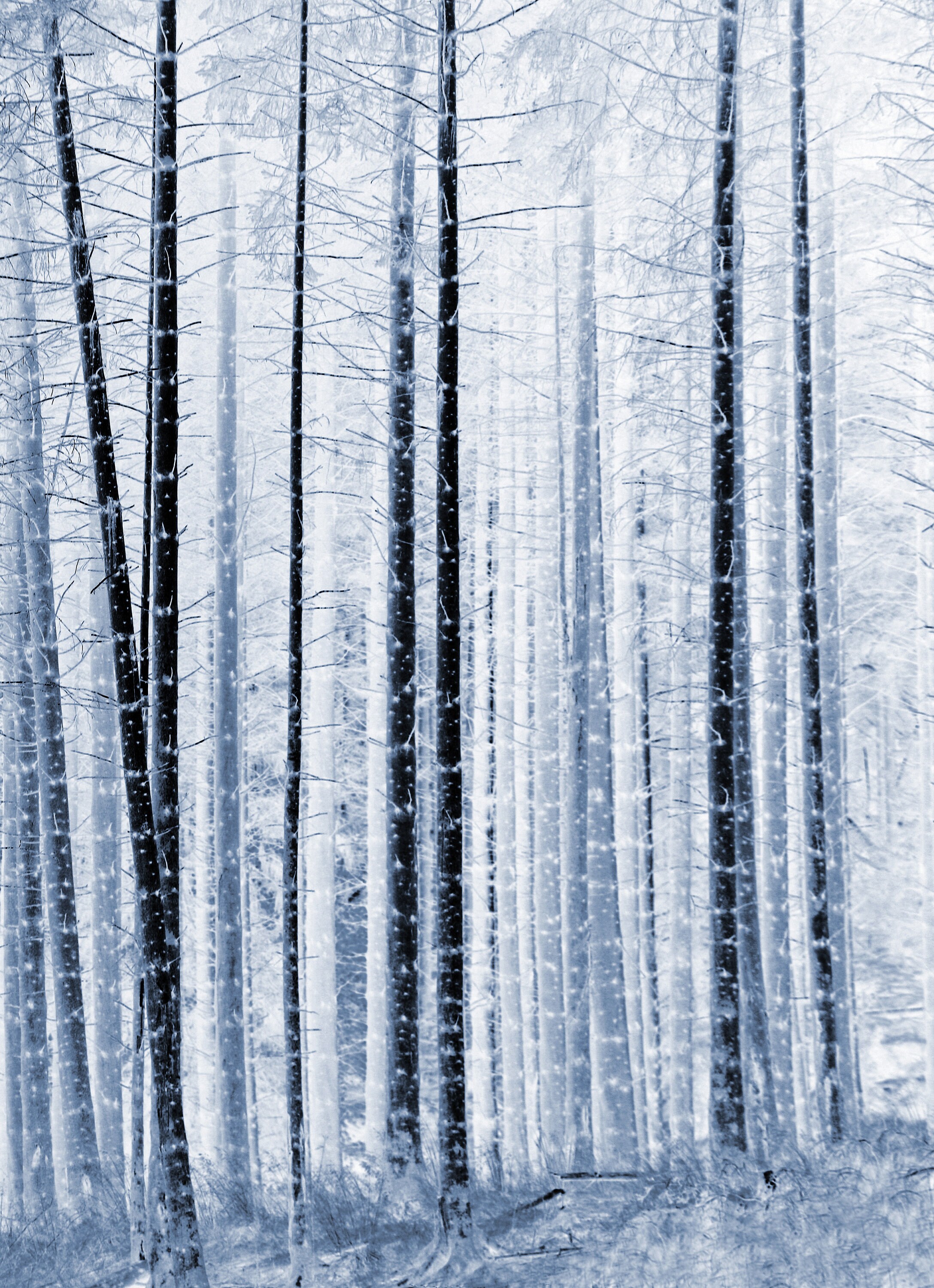 Minimalist,indigo Forest Printable,indigo,woodland Print, Tall Trees ...