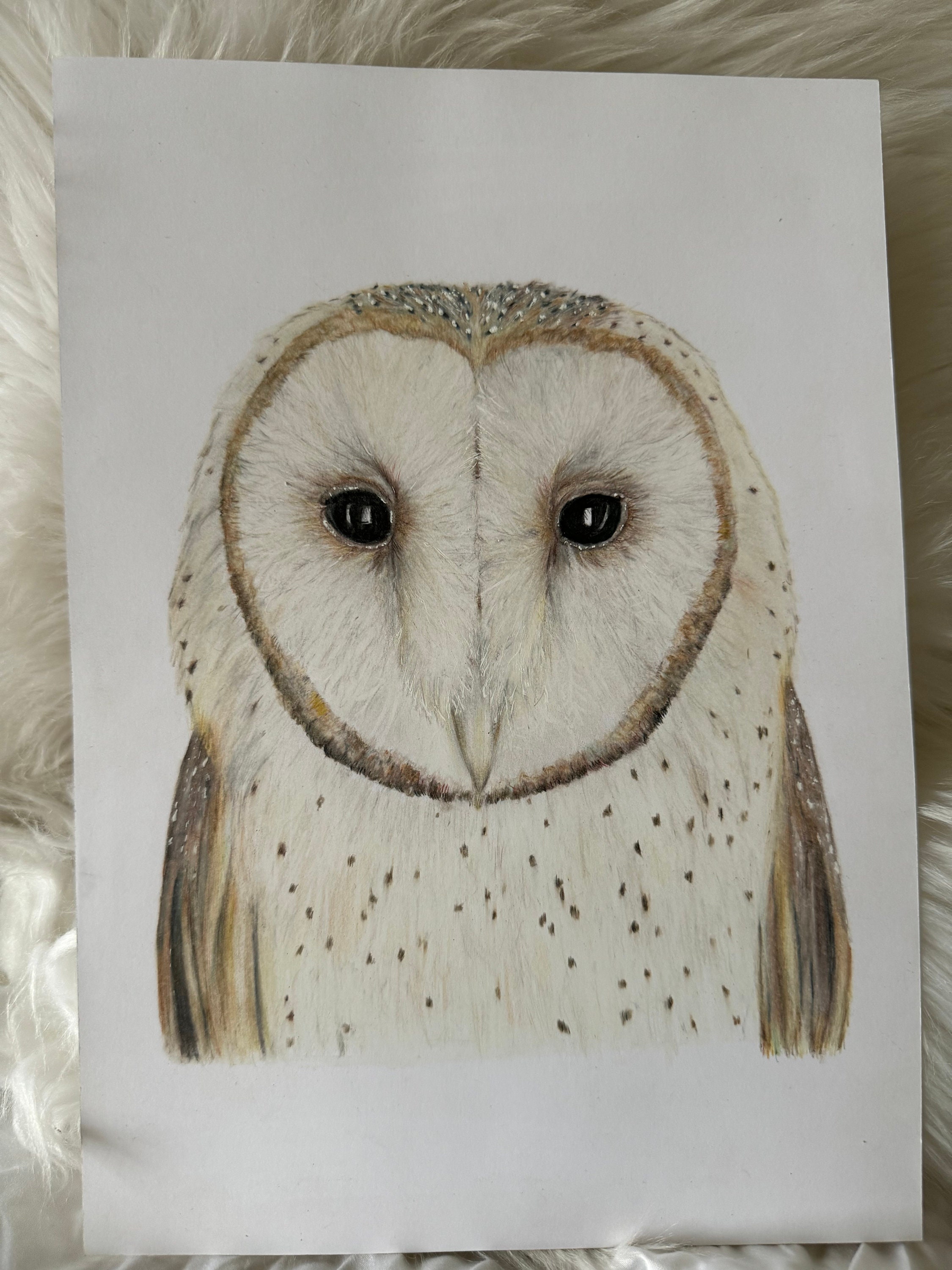 Owl Art, Coloured Pencil Drawing, Original Pencil Art, Barn Owl Art - Etsy