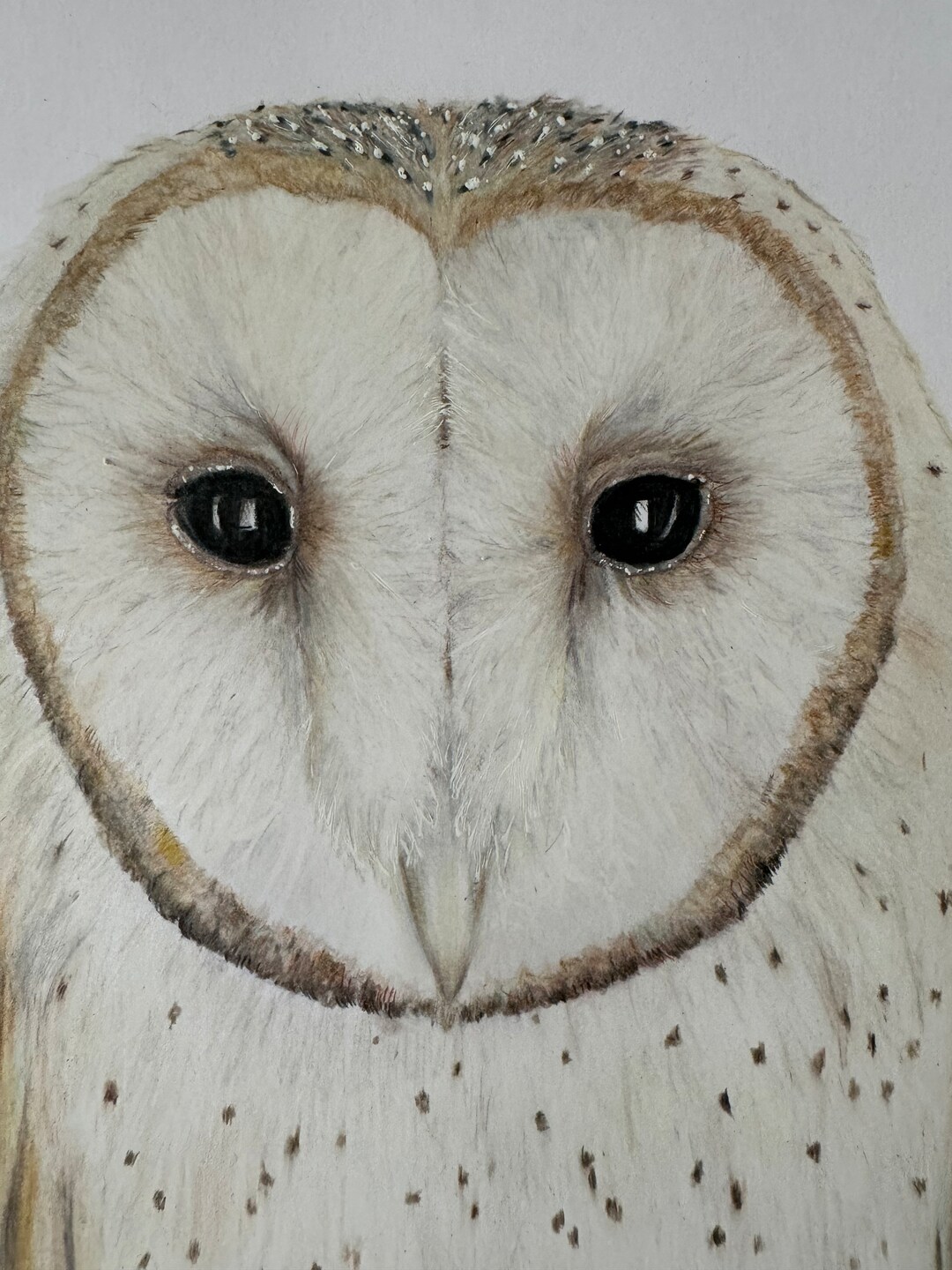 Owl Art, Coloured Pencil Drawing, Original Pencil Art, Barn Owl Art - Etsy