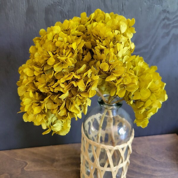 Dried Hydrangeas - Etsy