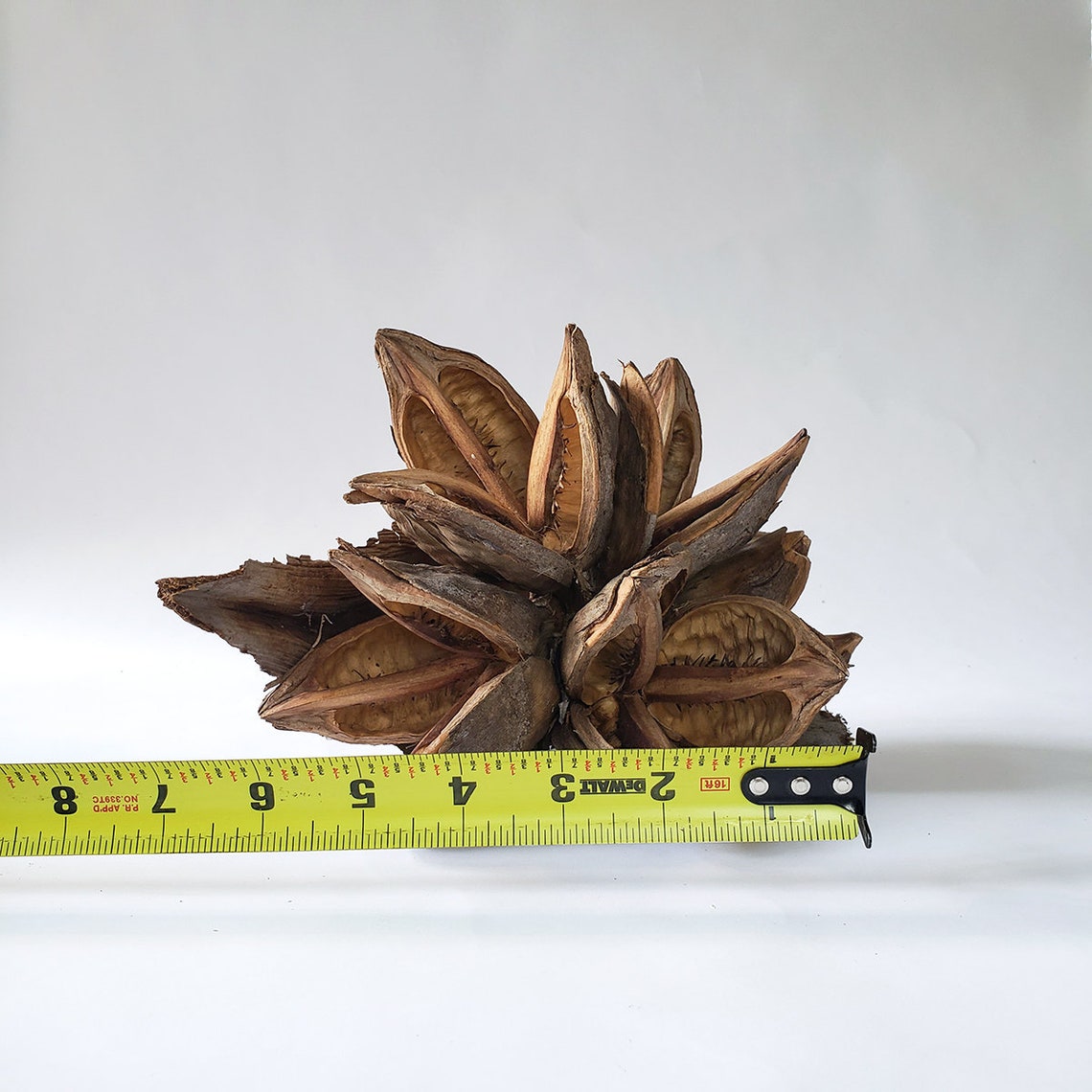 Dried Star Pods Natural Dried Botanical Dried Flowers - Etsy