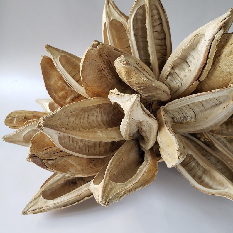 Dried Star Pods Natural Dried Botanical Dried Flowers - Etsy