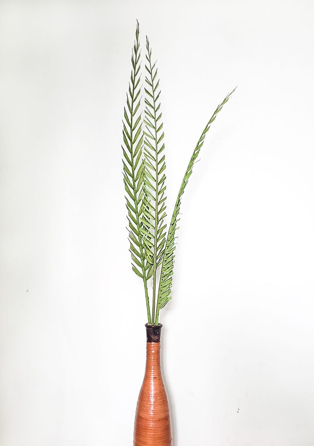 Large Dried Green Basil Coco Palm Leaf | Boho Tropical Decor - Etsy