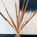 Dried Cattails Natural Cattails Cottage Decor Craft Supplies 25 Cattail ...