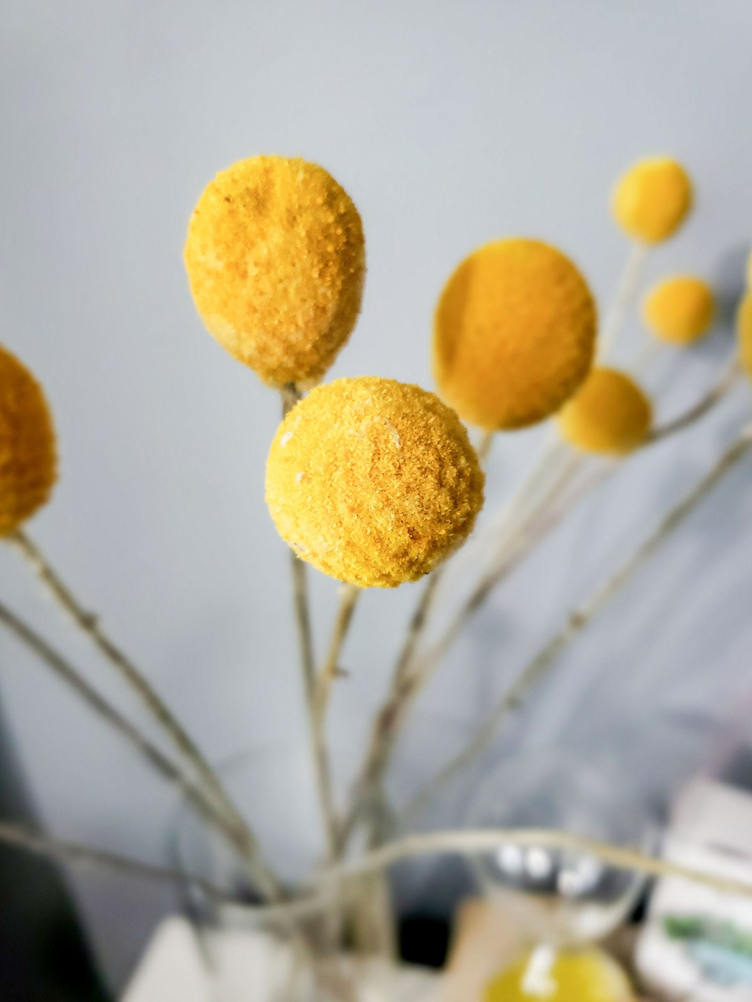 Dried Real Natural Billy Balls Preserved Flowers Farmhouse - Etsy