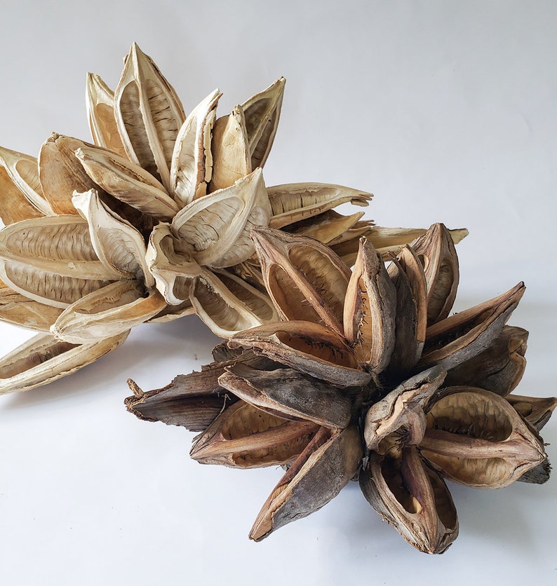 Dried Star Pods Natural Dried Botanical Dried Flowers - Etsy