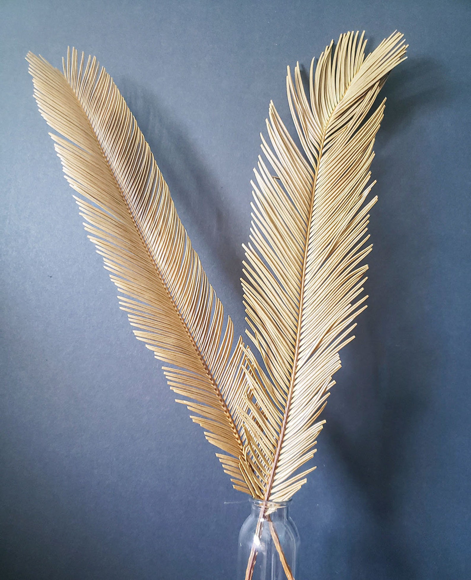 Dried Palm Leaves Dried Palms Dried Palm Stems Preserved - Etsy