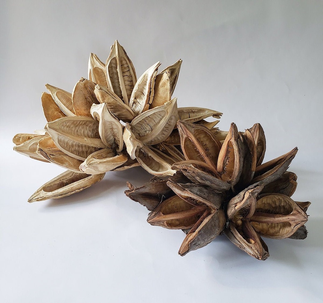 Natural Dried Star Pods – Boho Table Decor, Unique Textural Accent for ...