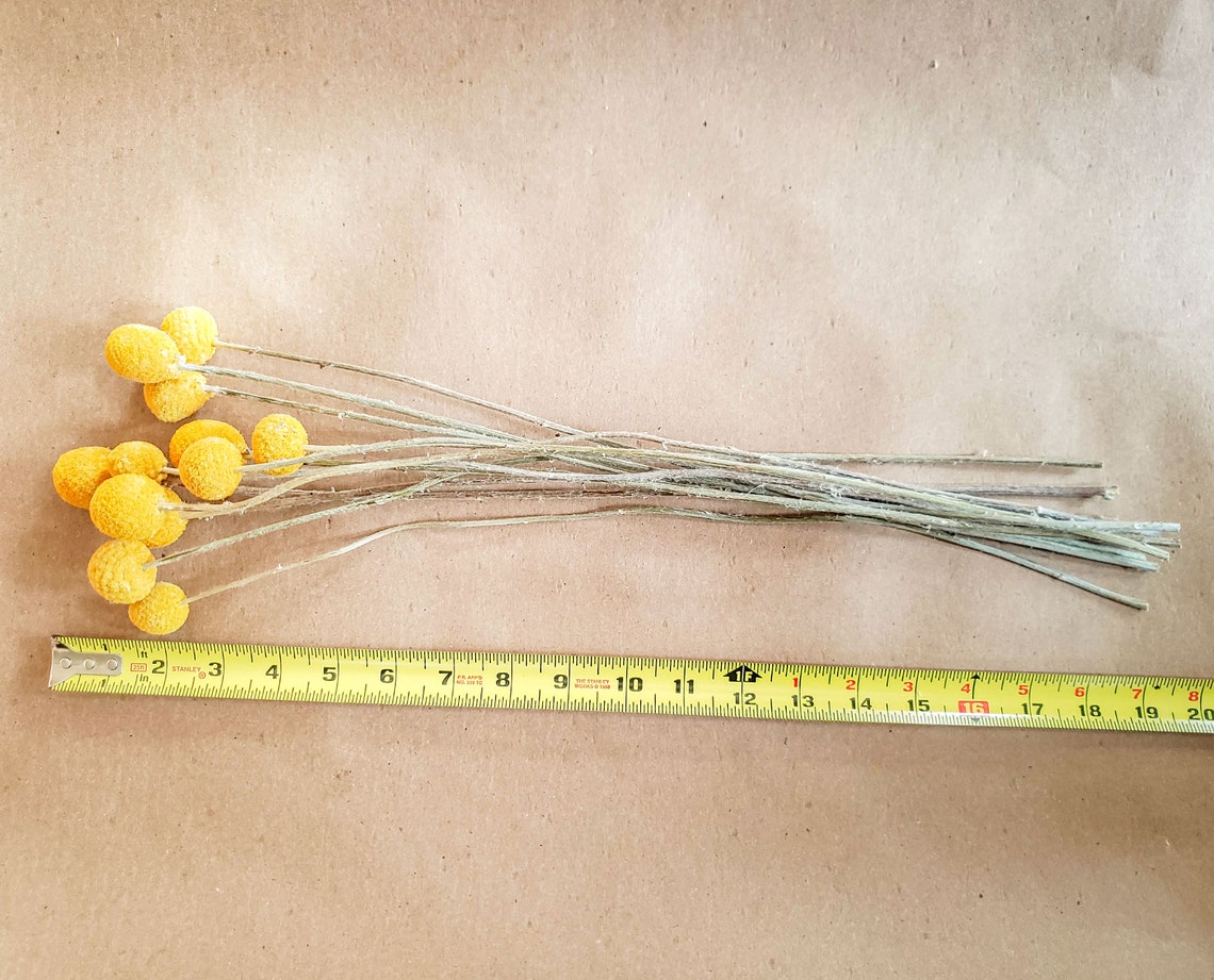 Dried Real Natural Billy Balls Preserved Flowers Farmhouse - Etsy
