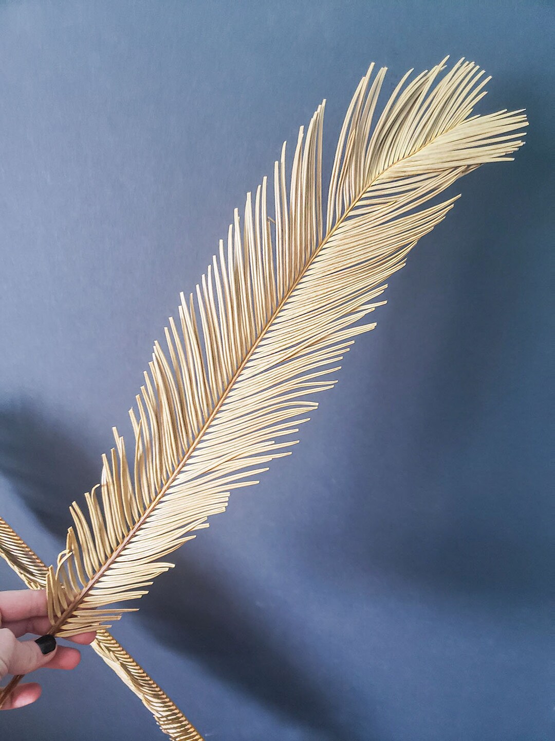 Dried Palm Leaves Dried Palms Dried Palm Stems Preserved - Etsy