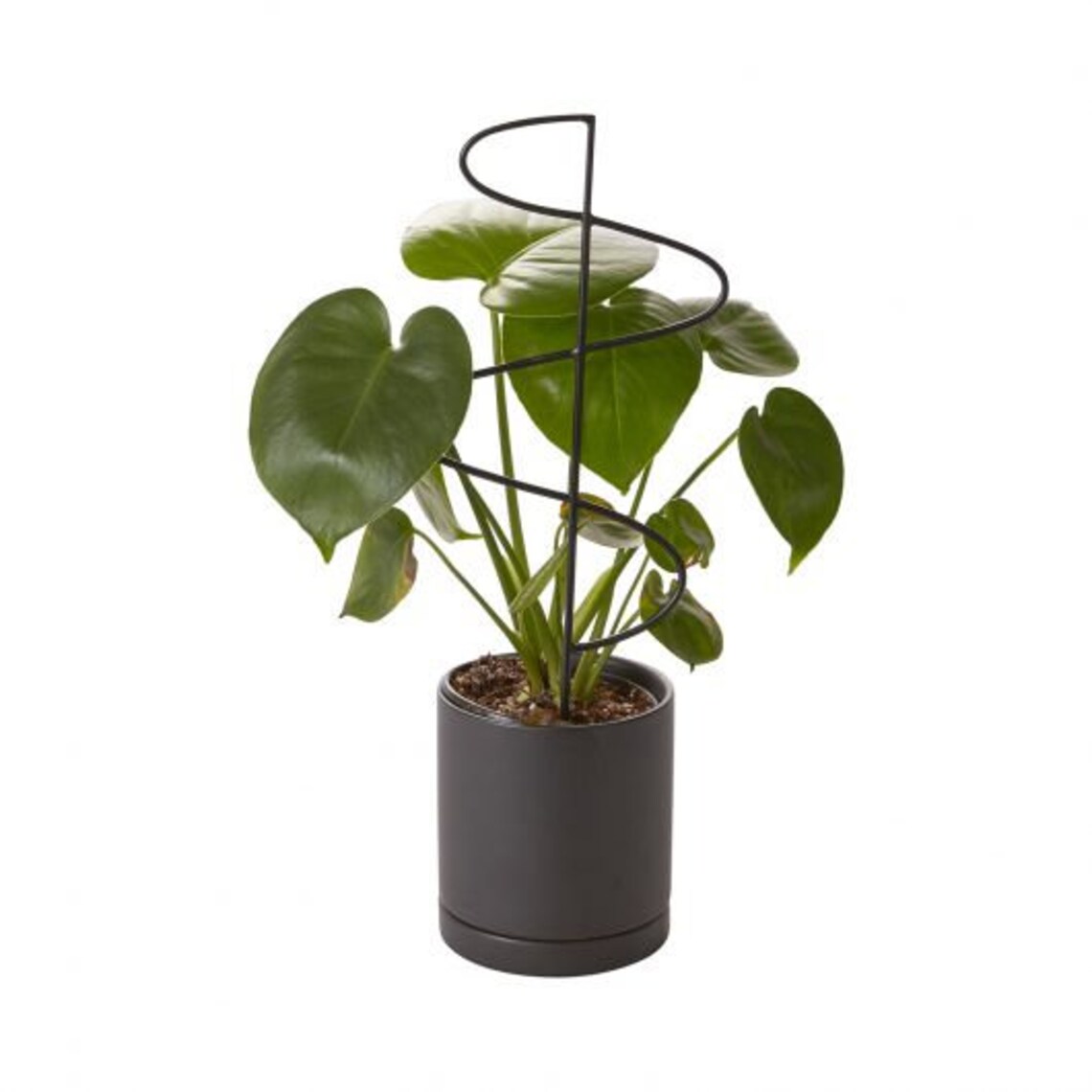 Plant Stick Plant Trellis Plant Support Stick Plant - Etsy