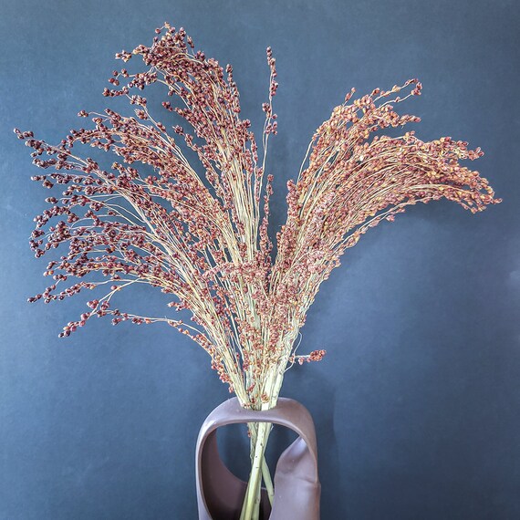 Dried Red Broom Corn Dried Ornamental Grass Fall | Etsy