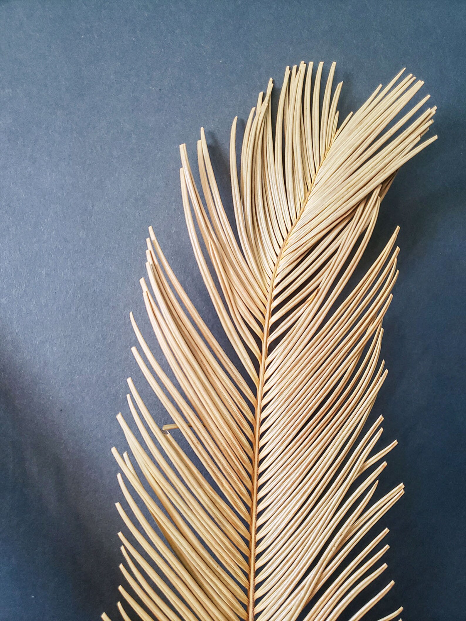 Dried Palm Leaves Dried Palms Dried Palm Stems Preserved - Etsy