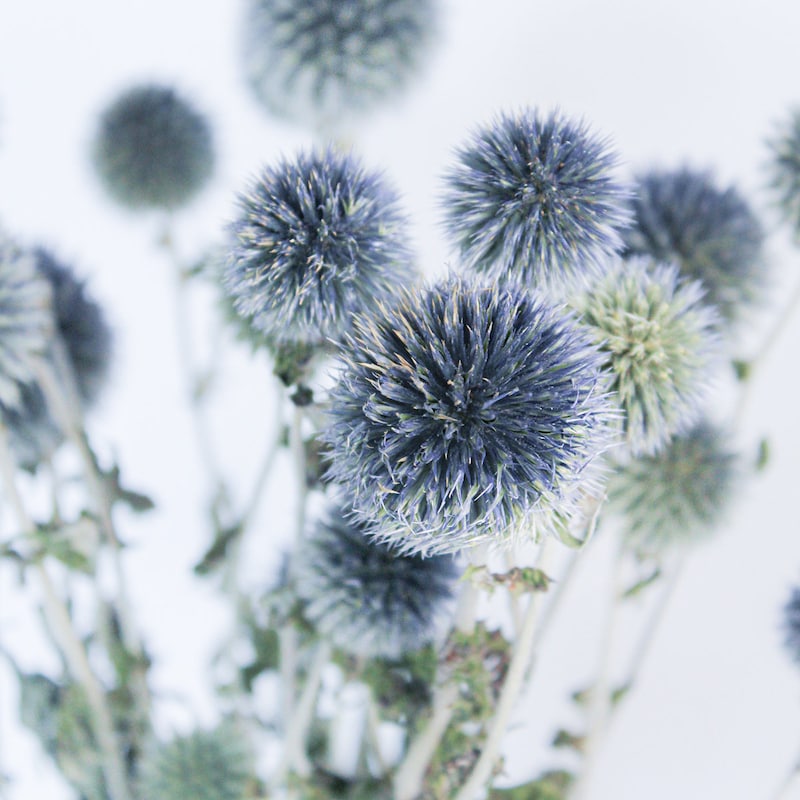 Blue Dried Flowers - Etsy