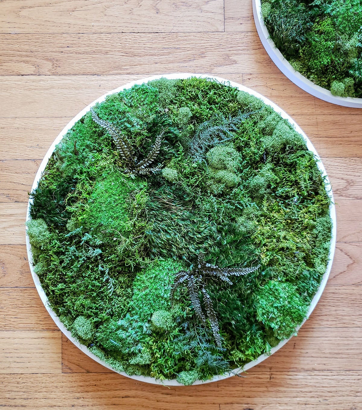 Custom Moss Frames in a Circle Shape Moss Art Moss Decor - Etsy