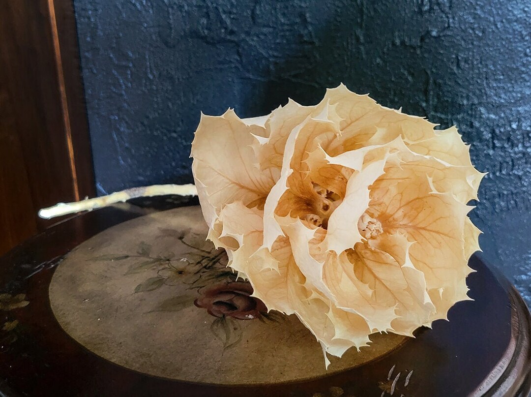 Dried KING Flower | White Bleached Oversized Flower | Accent Decor ...