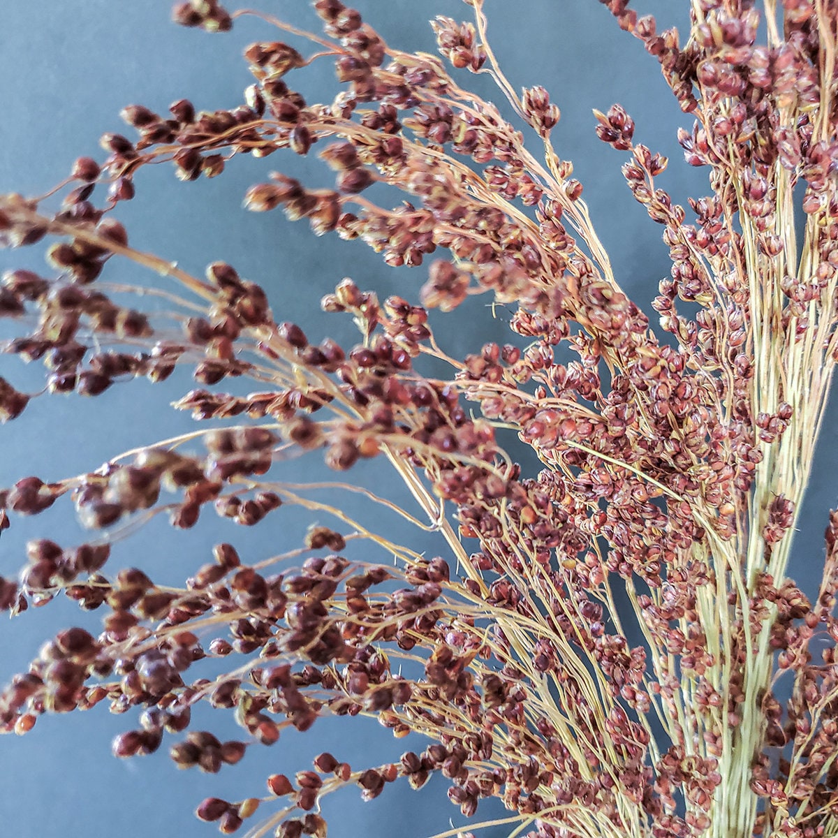 Dried Red Broom Corn Dried Ornamental Grass Fall - Etsy