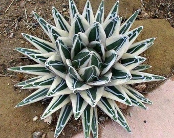 Rare agave seeds | Etsy