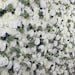 White and Ivory Artificial Flower Wall Backdrop for Wedding - Etsy