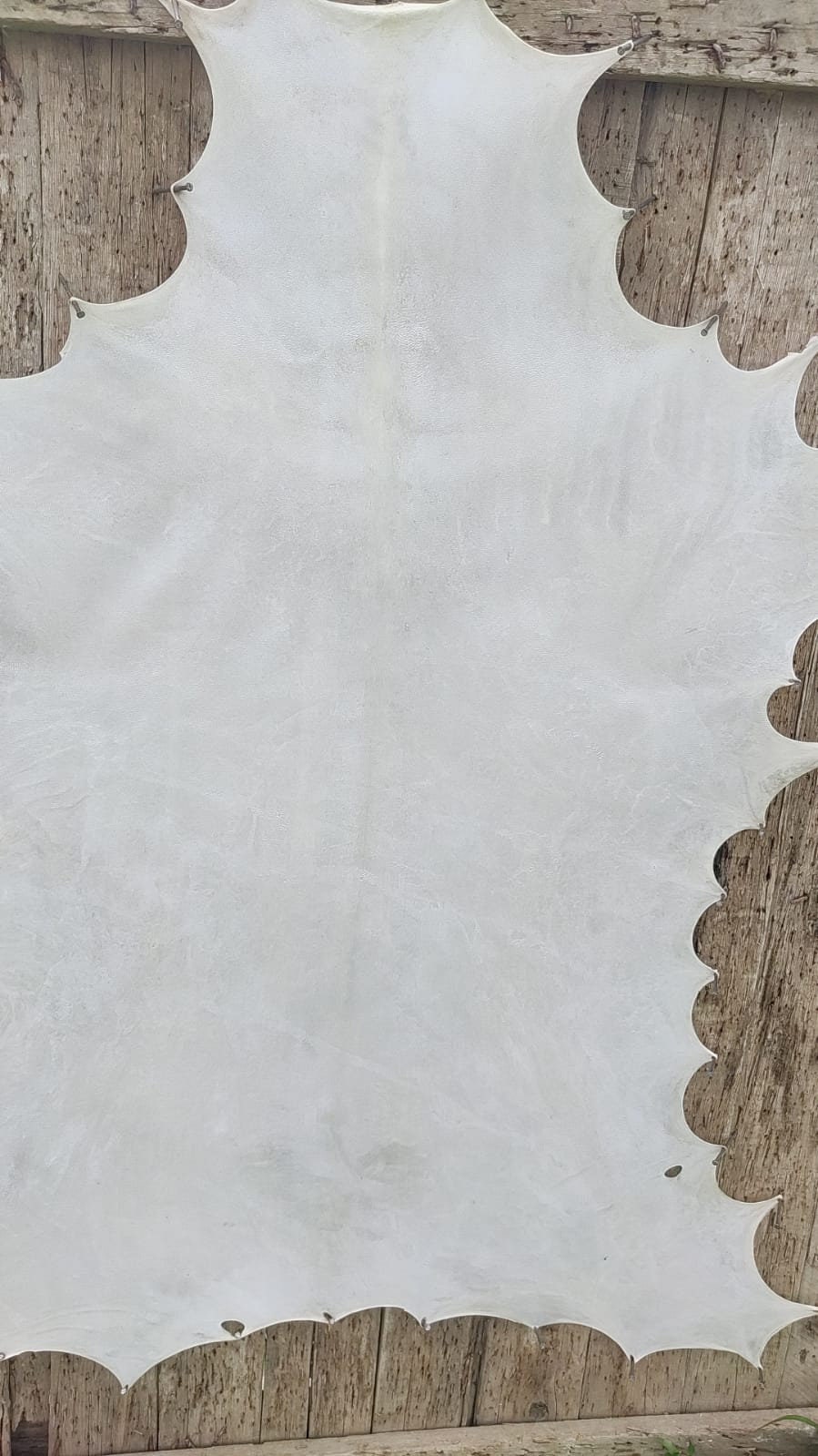 Parchemin en peau de chèvre naturelle pleine peau peau de - Etsy France