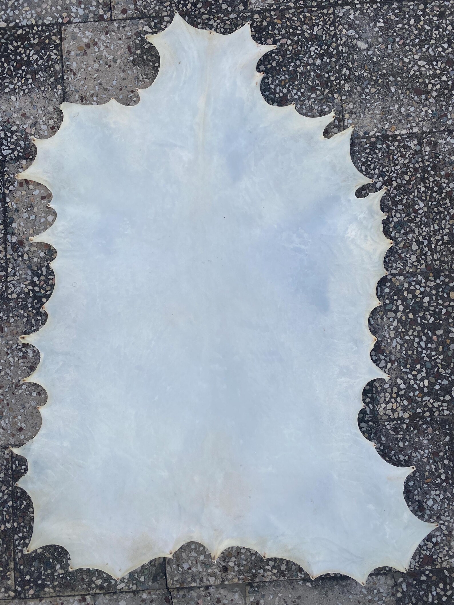 Goat Leather, Calf Skin Parchment Full Hides Full Hide Natural Goatskin ...