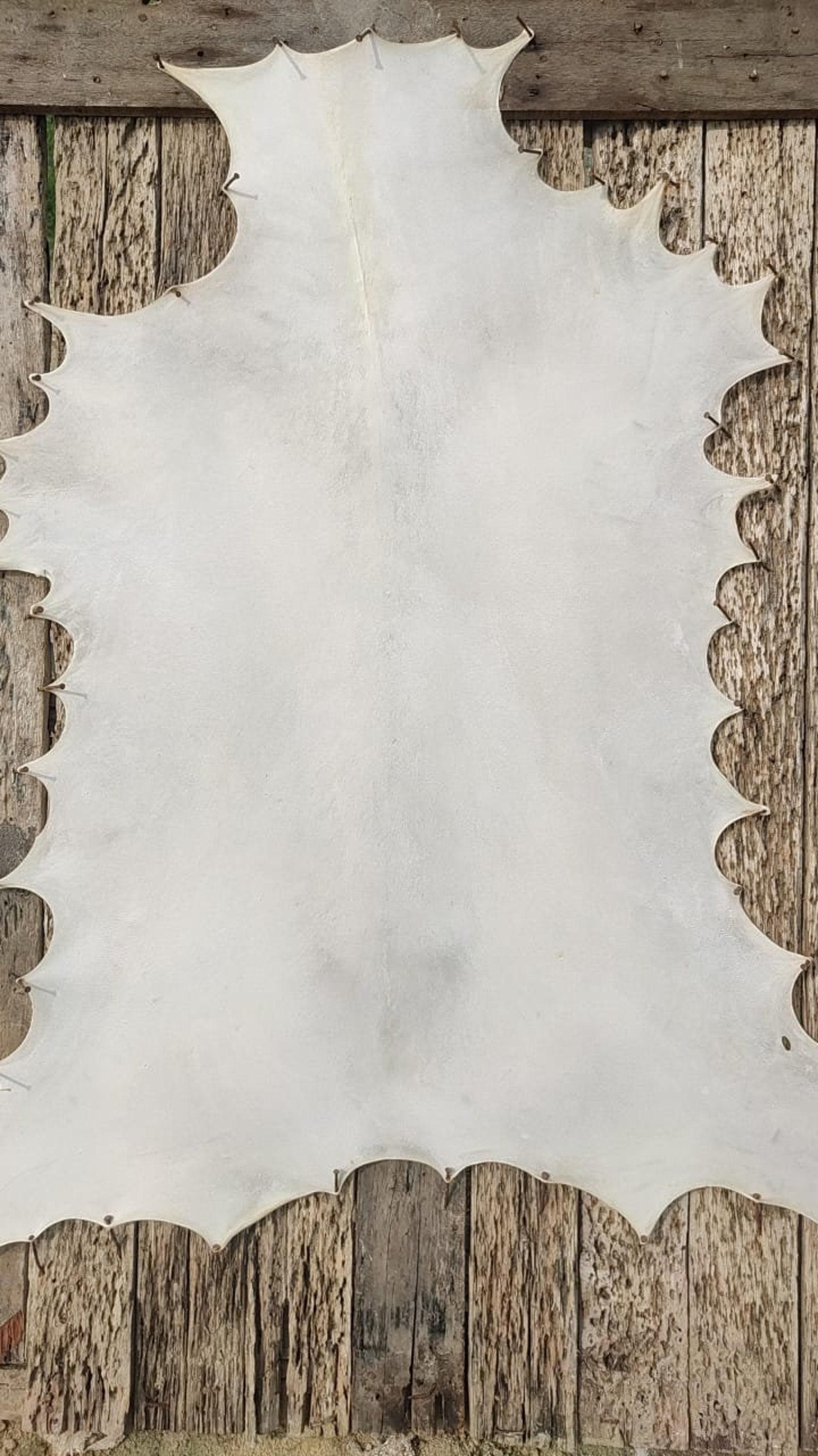 Full Hide Natural White Goatskin Parchment, Genuine Calf/goatskin ...