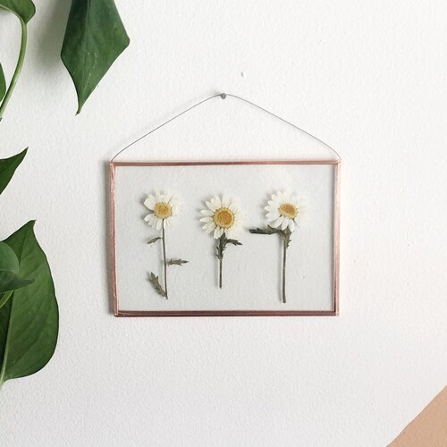 REAL PRESSED DAISY Hand Made Pressed White Daisy Wall Hang | Etsy