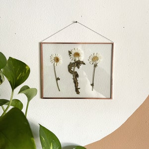 REAL PRESSED DAISY Hand Made Pressed White Daisies Wall Hang Picture ...