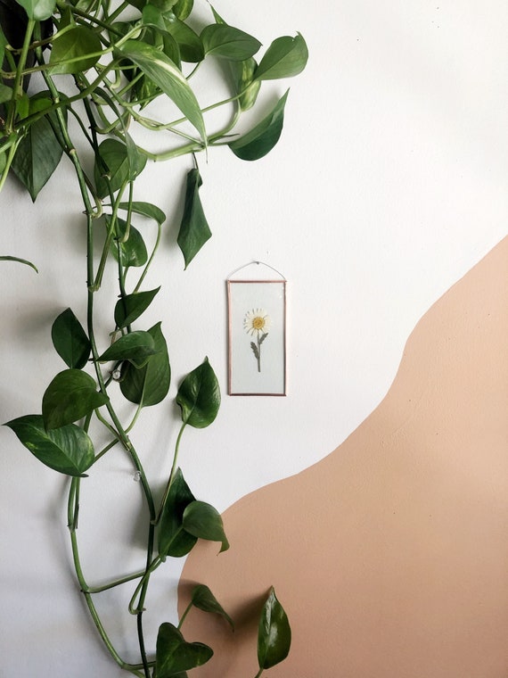 REAL PRESSED DAISY Hand Made Pressed White Daisy Wall Hang | Etsy