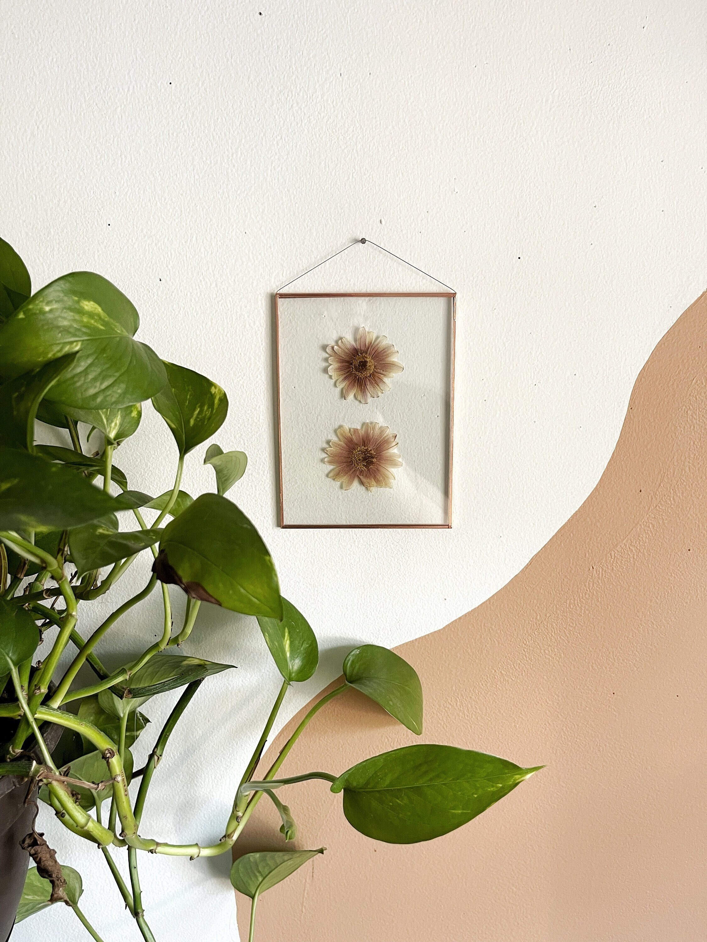 REAL PRESSED DAISY Hand Made 4x6 Pressed Purple Daisy Wall - Etsy