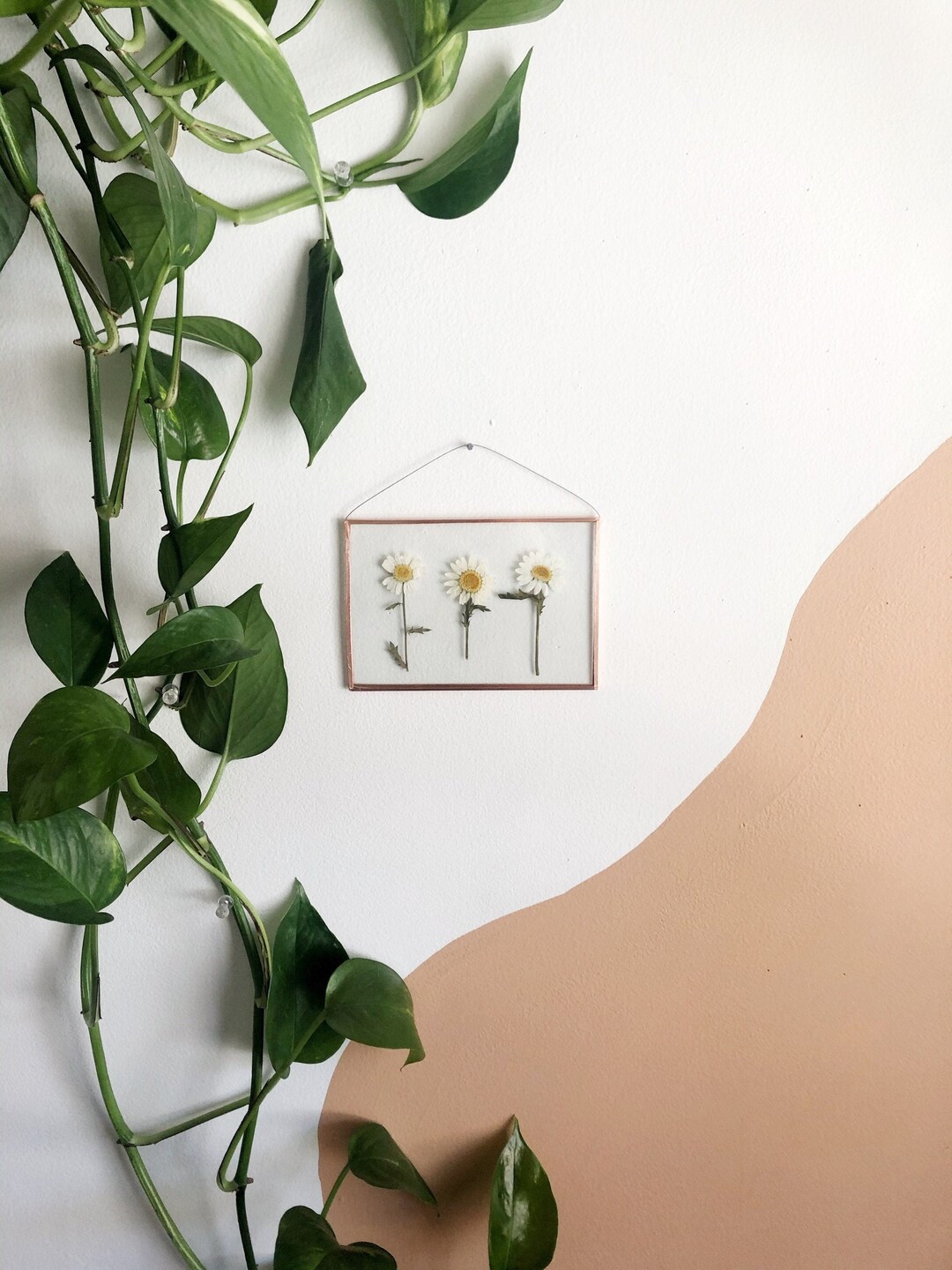 REAL PRESSED DAISY | Hand Made Pressed White Daisies Wall Hang Picture ...