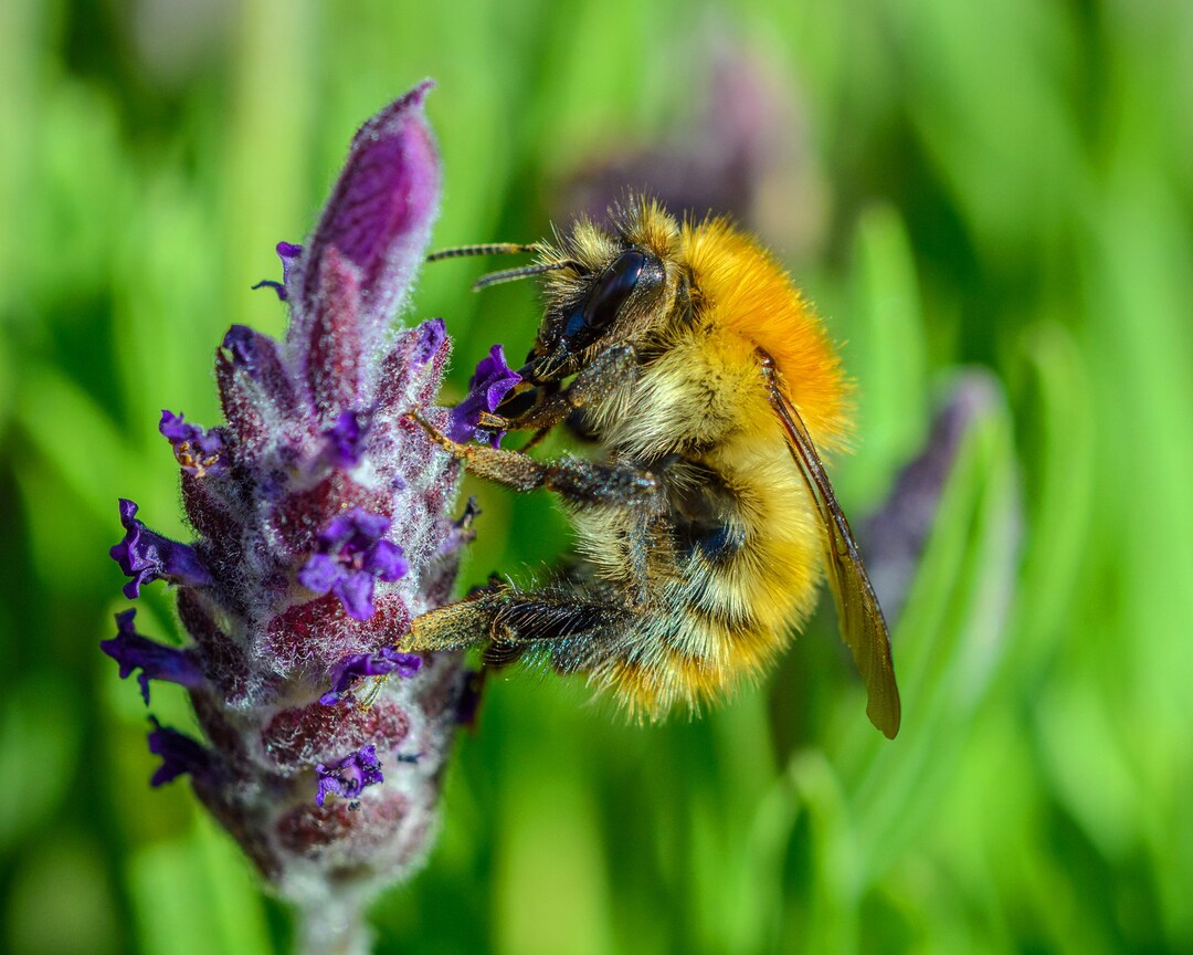 Brown-banded Carder Bee - 10x8 Signed & Mounted Photo Print - Etsy UK