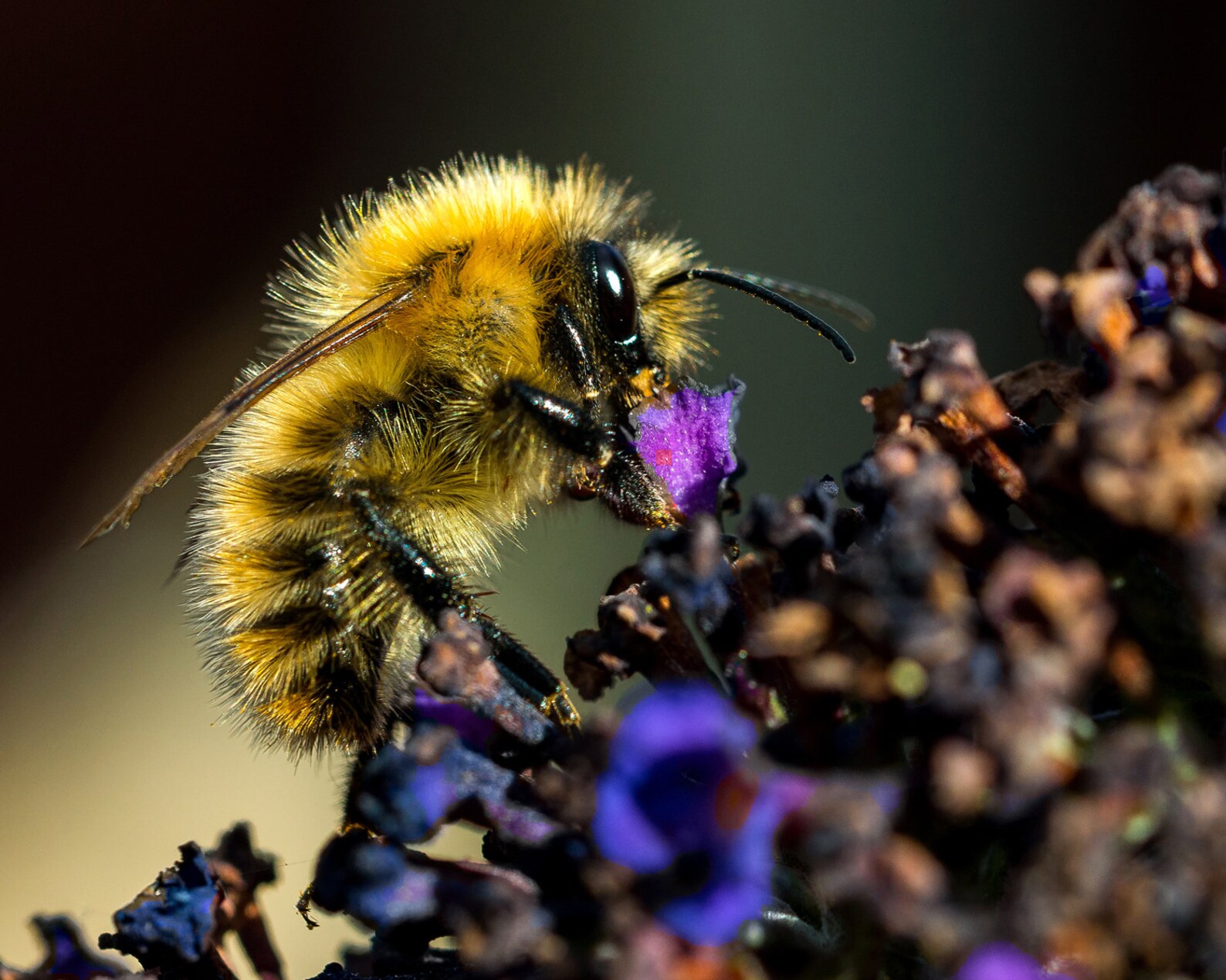 Honey Bee on Buddleia - 10x8 Signed & Mounted Photo Print - Etsy