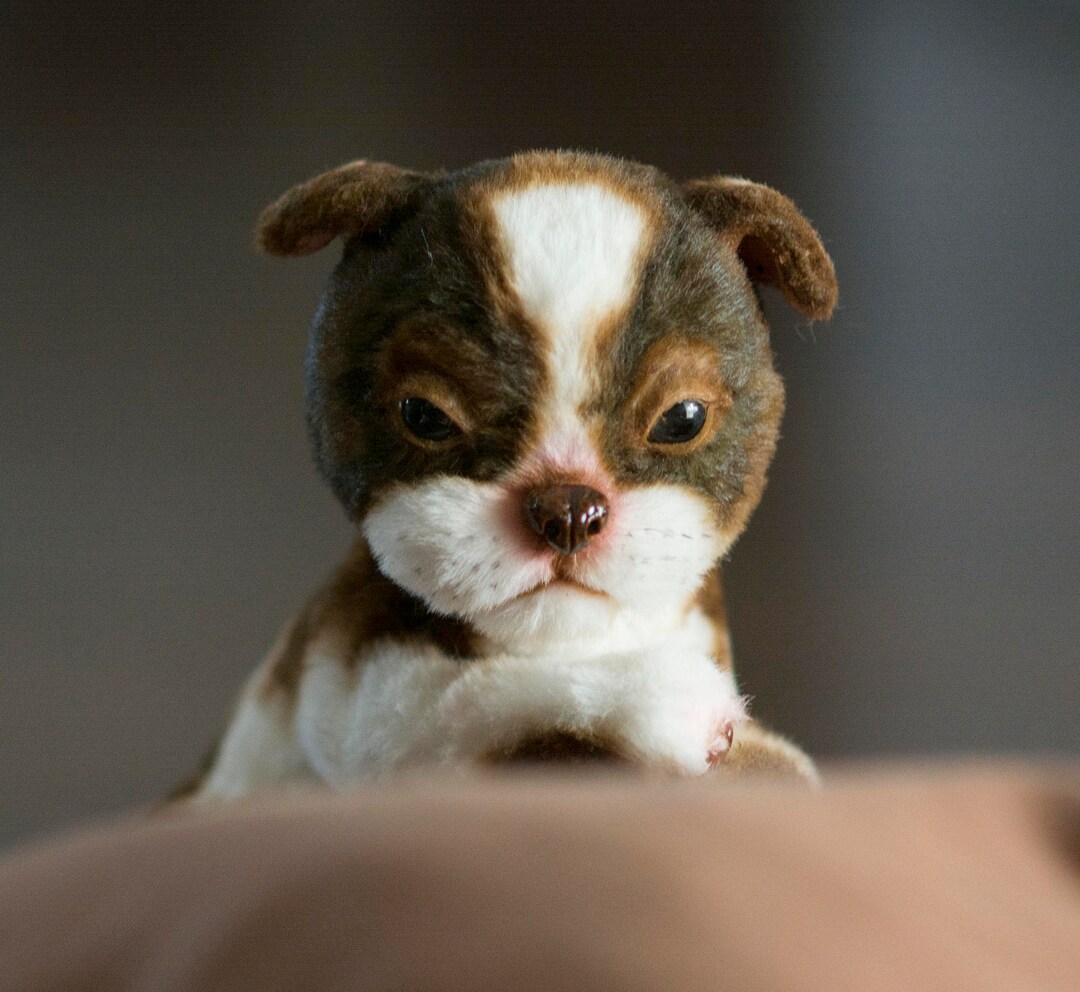 In Stock Realistic Puppy, Dog Plush, Pet Plush, Newborn Dog Toy ...