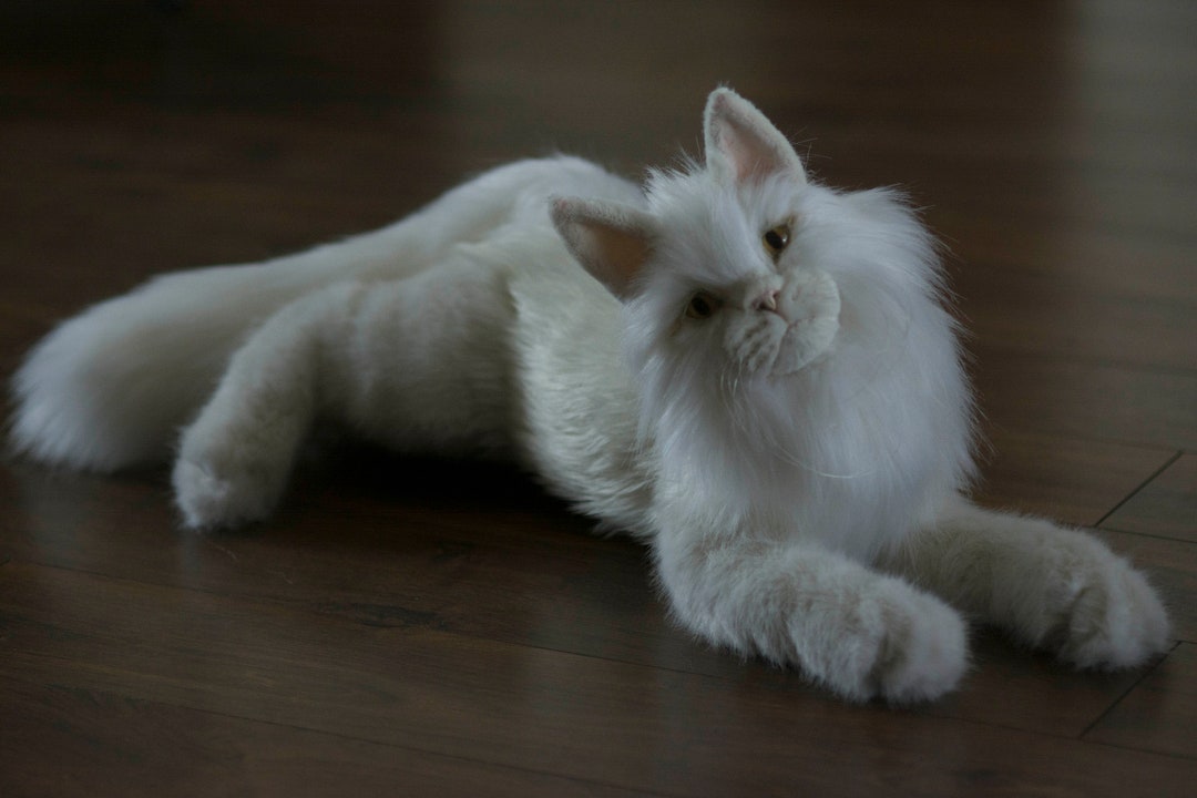 Made to Order! Realistic Large Cat Stuffed Plush, Lifelike Cat Replica ...