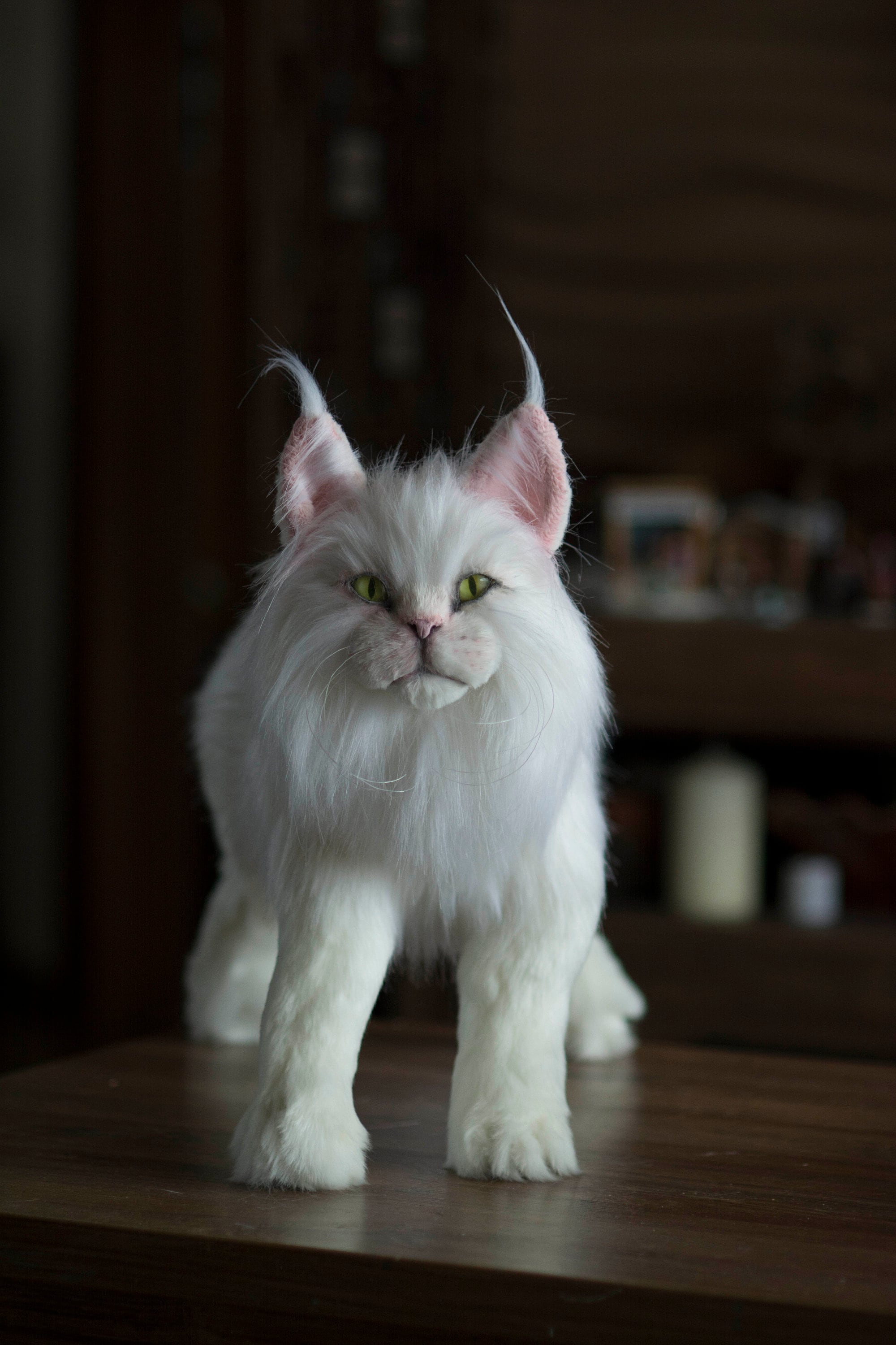 Made to Order Realistic Poseable Main Coon Cat Plush - Etsy