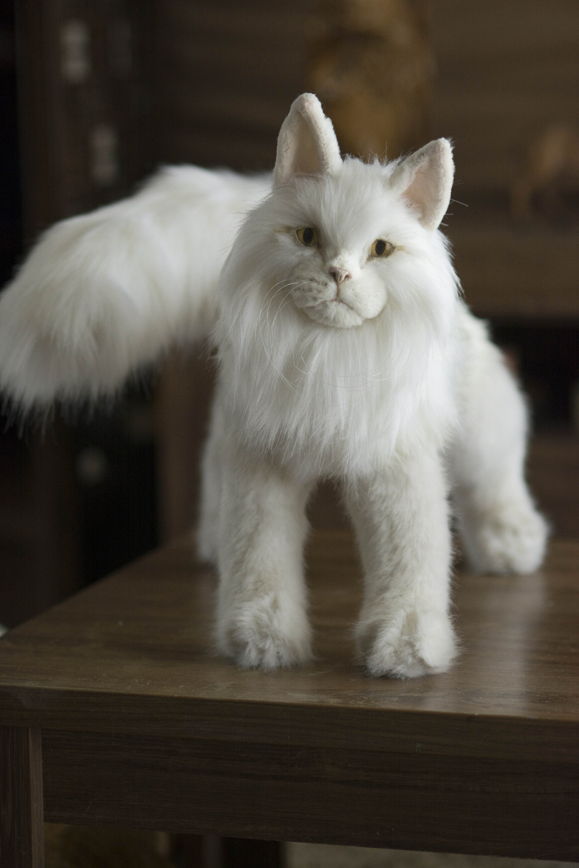 Made to Order! Realistic Large Cat Stuffed Plush, Lifelike Cat Replica ...