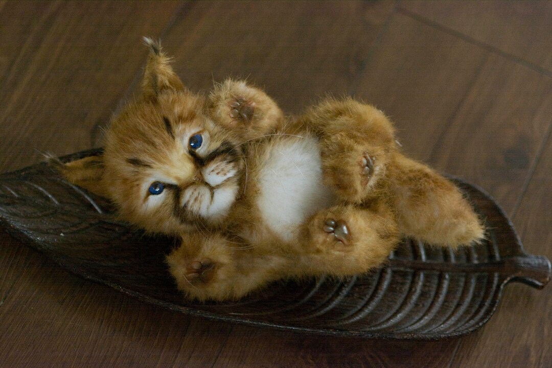 On Stock 28 Cm Caracal Cub Plush, Wildcat Toy, Realistic Lion Toy ...