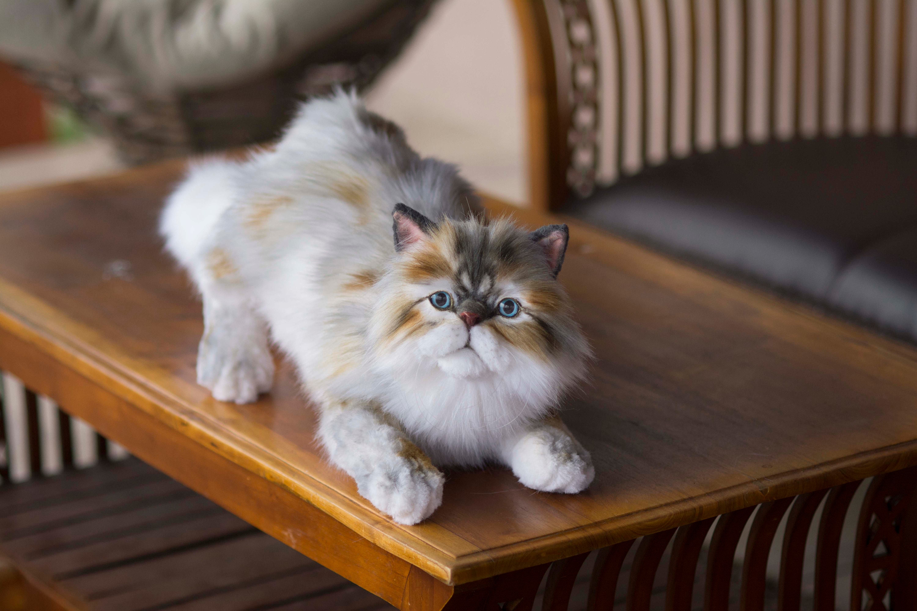 Made to Order Realistic Stuffed Persian Cat Plush Lifelike - Etsy